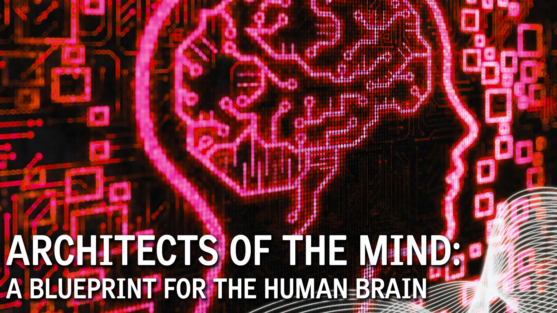 Architects of the Mind: A Blueprint for the Human Brain - The Mind Voyager