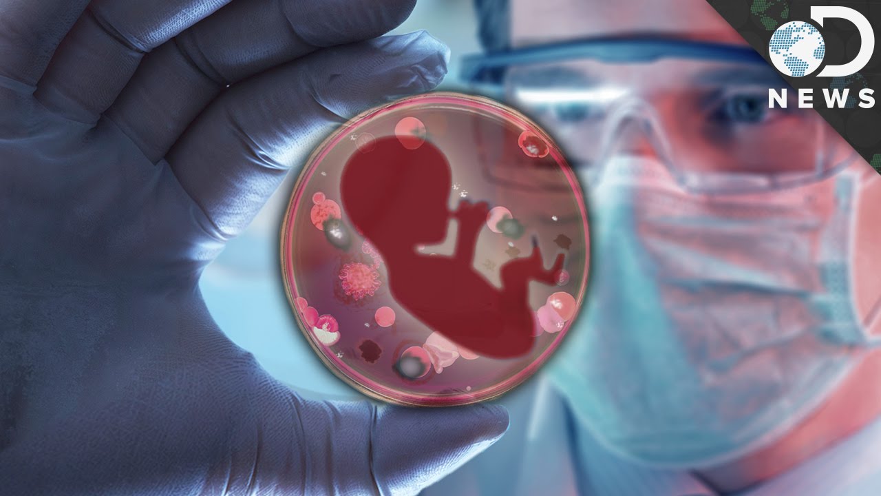 Can We Create New Humans With Bacteria? - The Mind Voyager
