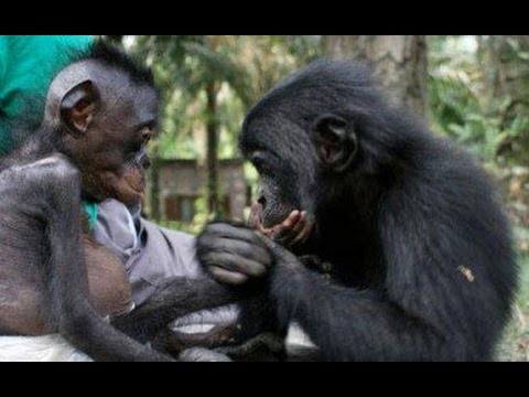 What Bonobos Can Teach Us - The Mind Voyager