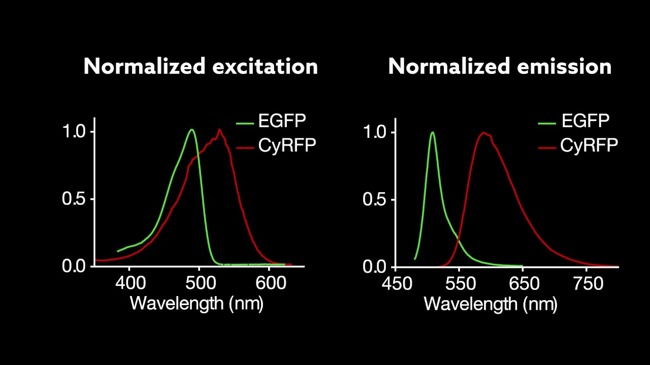 New red fluorescent proteins allow scientists to better 'see' what ...