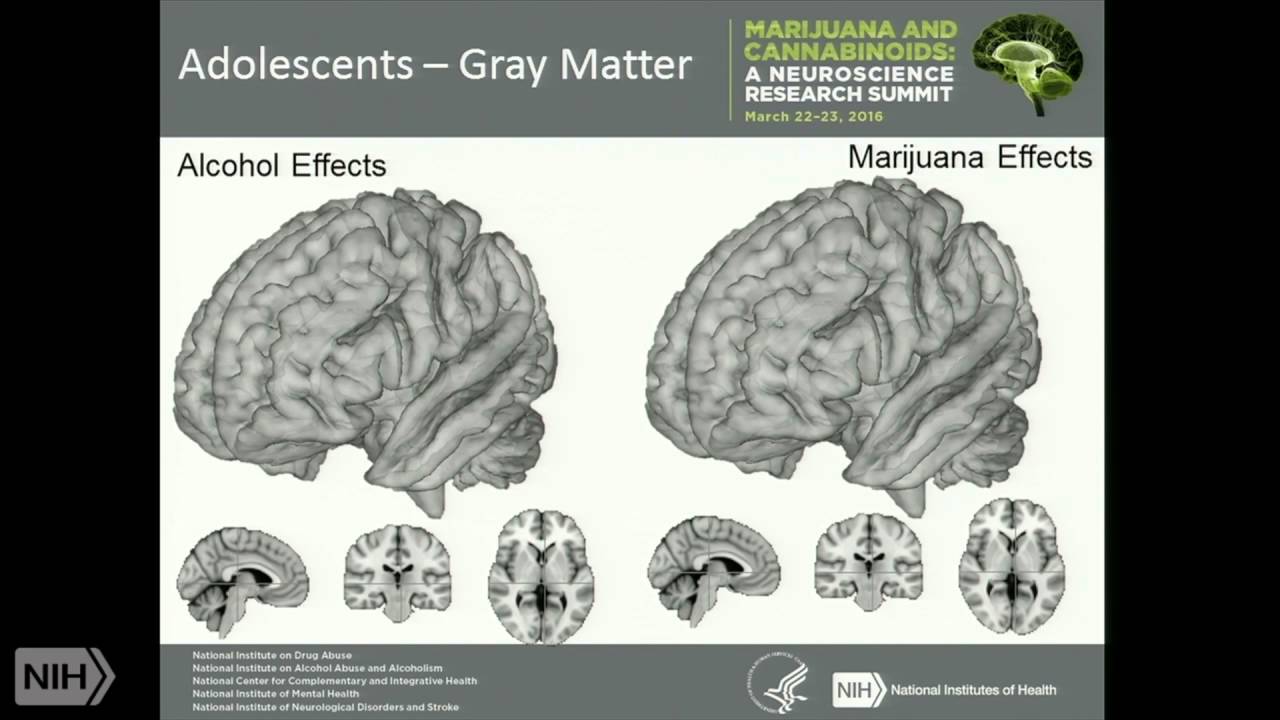 Neuroscience research: Marijuana use - The Mind Voyager