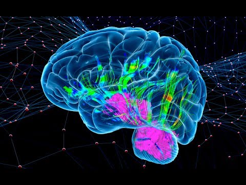Cartographers of the Brain: Mapping the Connectome - The Mind Voyager