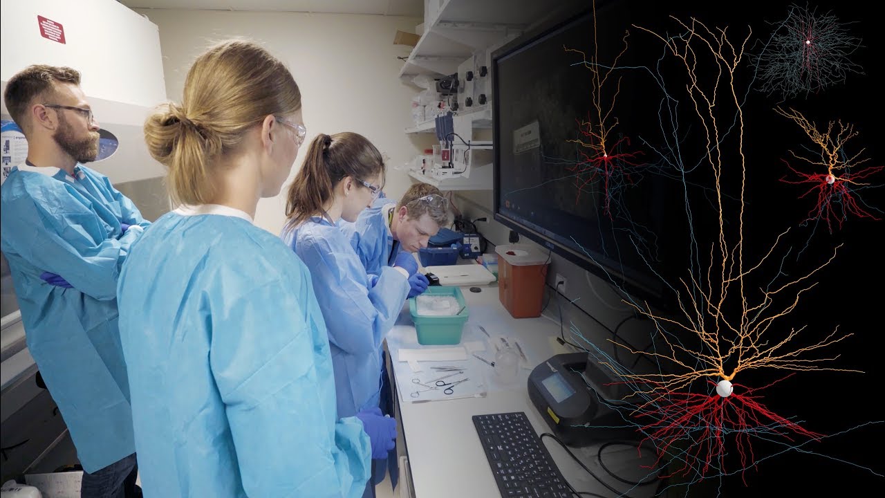 First open database of live human brain cells - The Mind Voyager